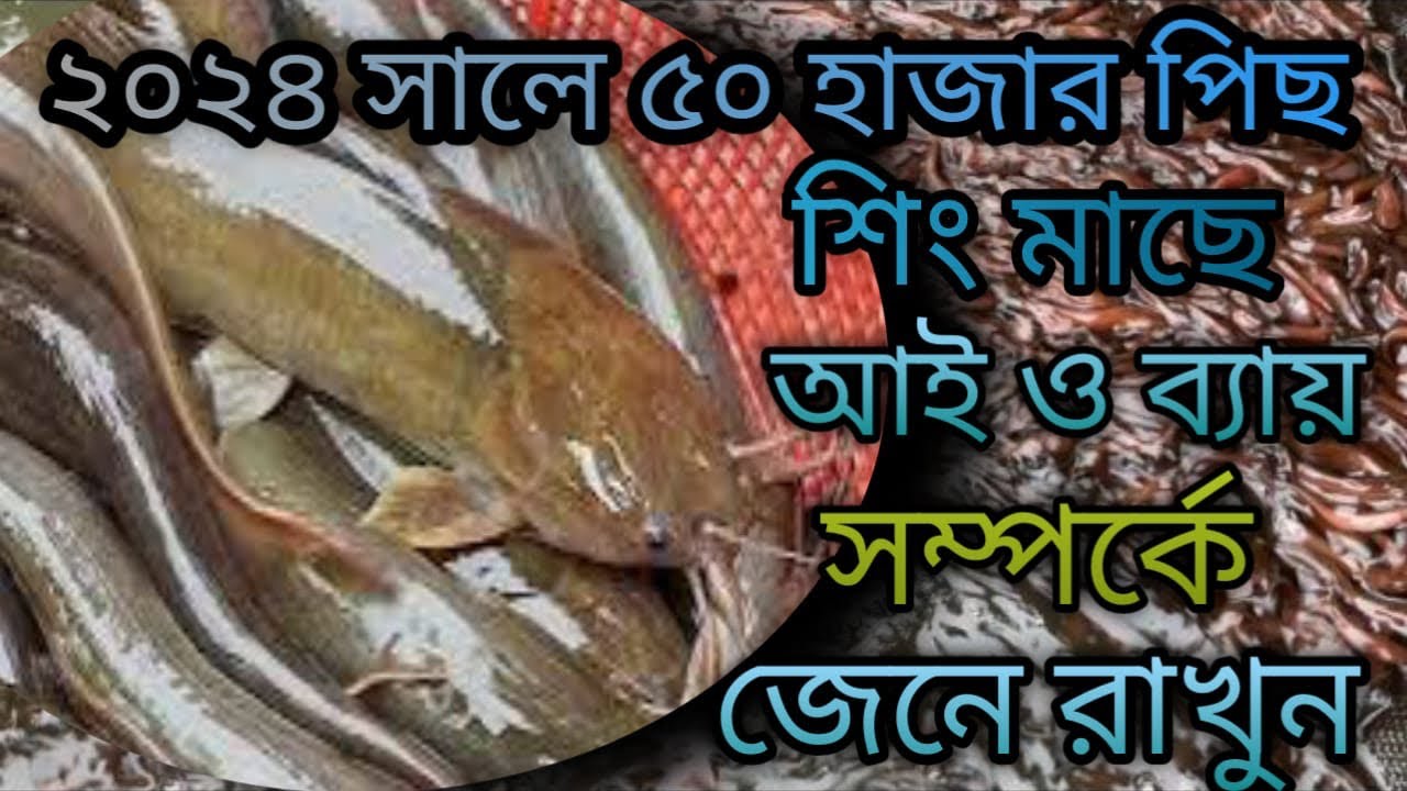 ২০২৪ সালে ৫০ হাজার শিং মাছের আয় ও ব্যায় সম্পর্কে জেনে রাখুন।শিং মাছ ...