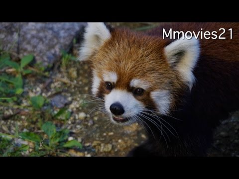 Red Panda run around 夜の動物園で走り回るレッサーパンダ キン - YouTube