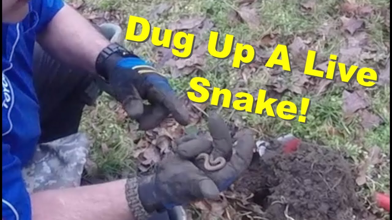 Metal Detecting Old Property Dug A Live Snake, Gold Chain & Ancient ...