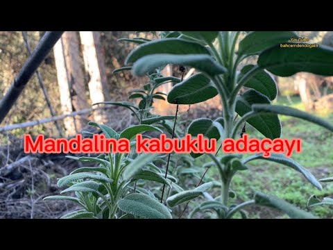 Adaçayını mandalina kabuklarıyla yap ve faydalarını gör/sage tea/Salbei Tee/adaçayı nasıl demlenir