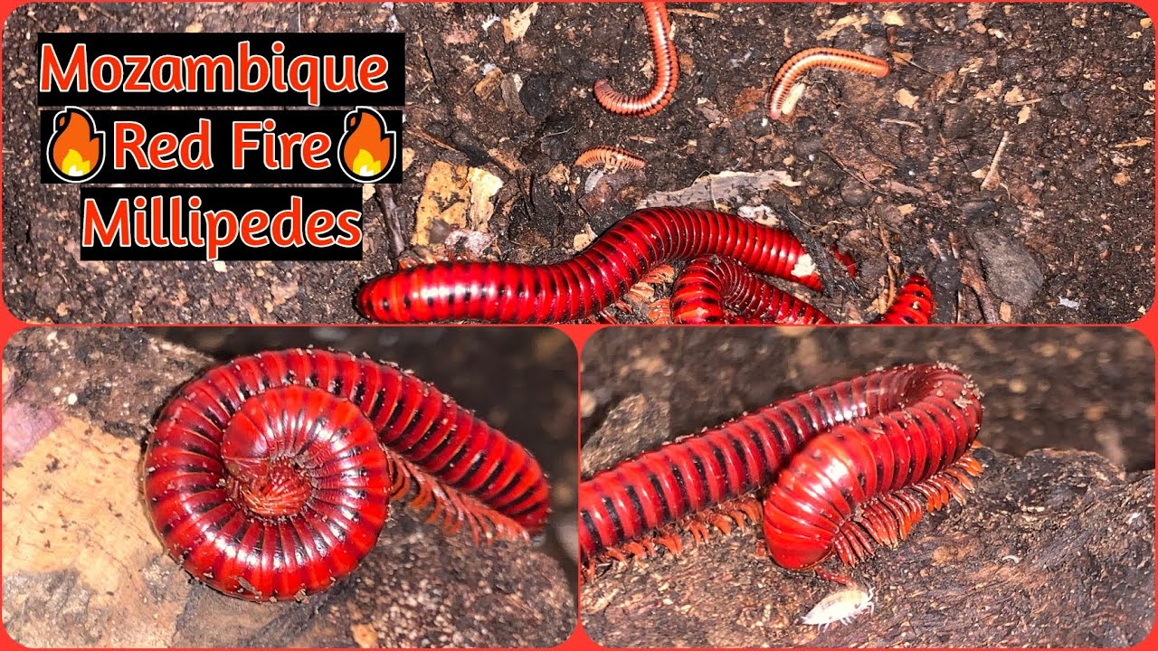 Centrobolus splendidus Red Fire Millipede - YouTube
