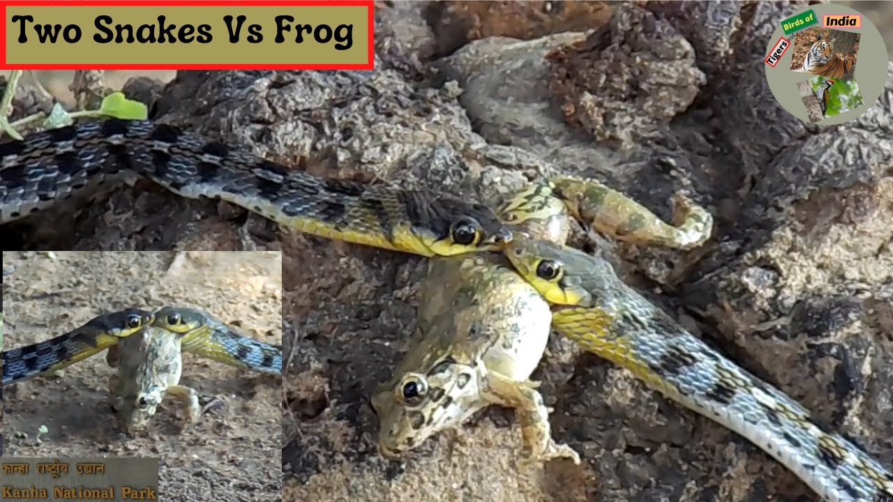 Never seen before 👀 - Snakes Tug of War fighting over a live Frog ...