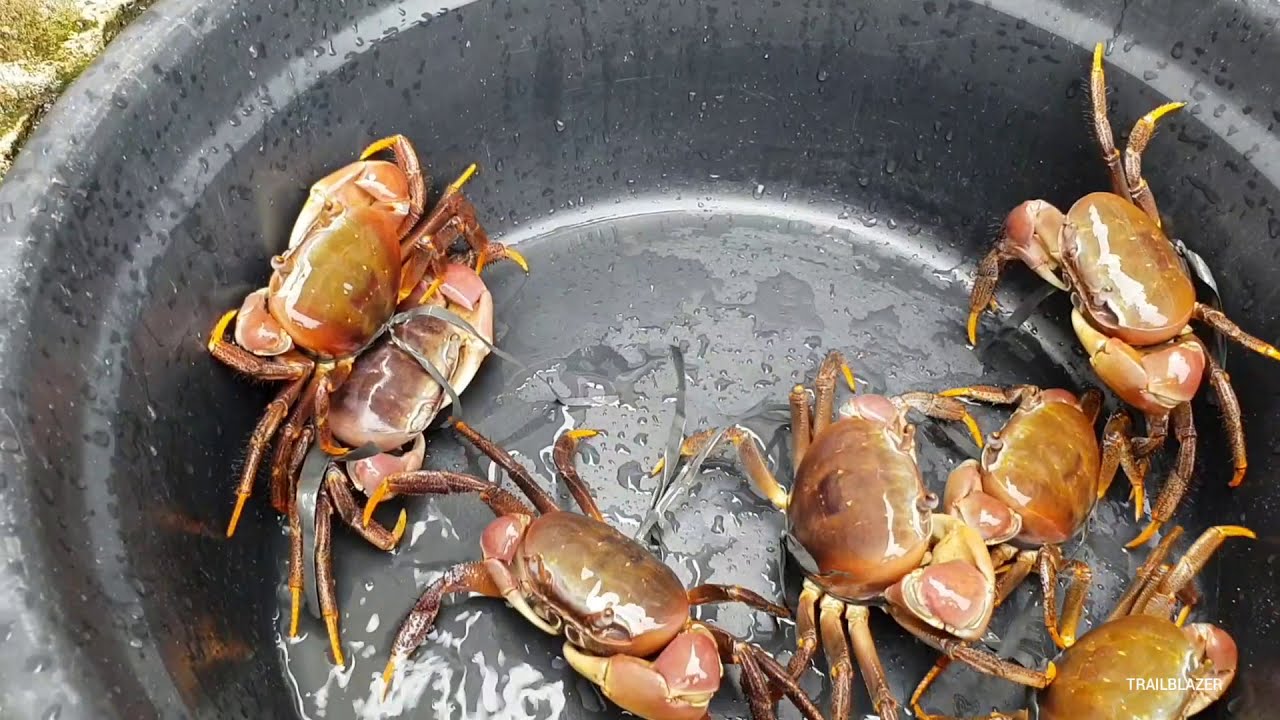 How to cook Pinais na Kuray (Kagang) | Trailblazer's Adventures Channel ...