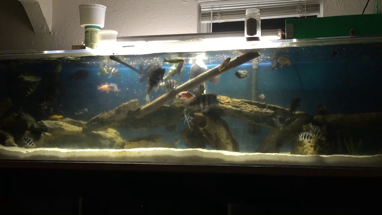 300 Gallon Fish Tank 35 plus Frontosa and a Massive Frontosa - YouTube