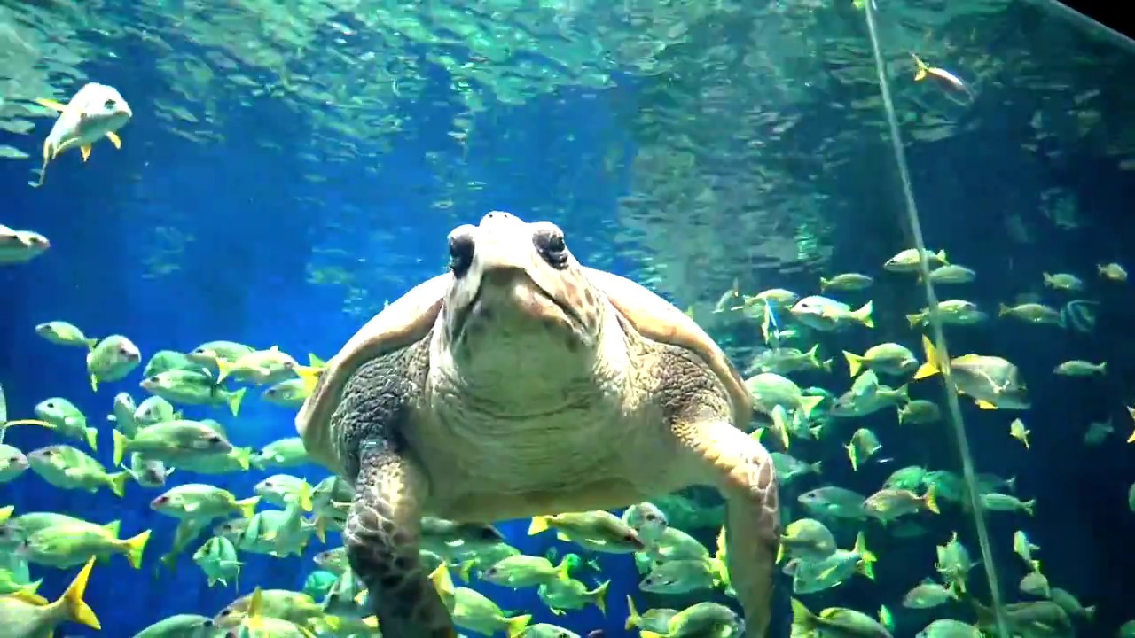 SEA WORLD SAN DIEGO. OCTOPUS. HUGE TURTLES. WALRUSES. - YouTube