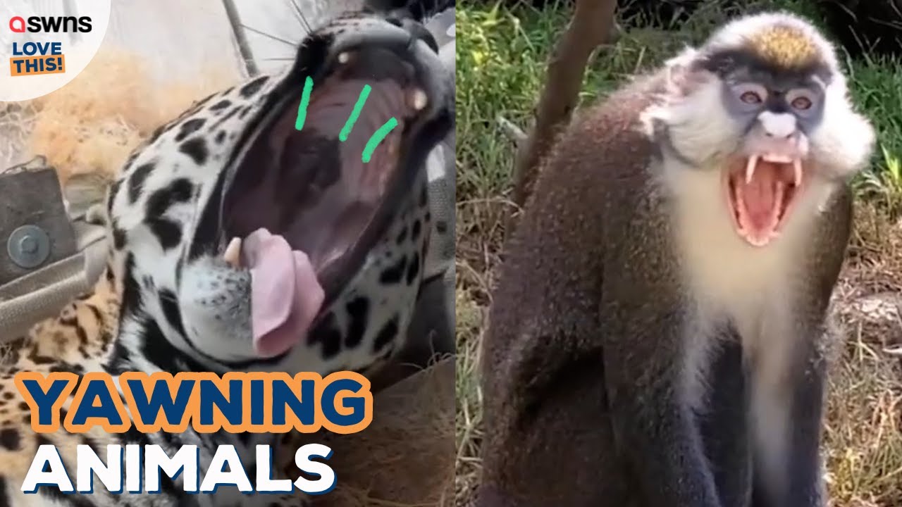 These yawning animals are bound to make you yawn! 🥱 | LOVE THIS! - YouTube