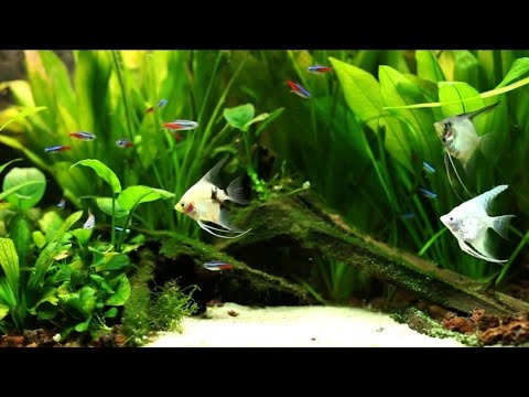 4K The Ocean, Underwater Footage Video + Calming Music | Relaxation ...
