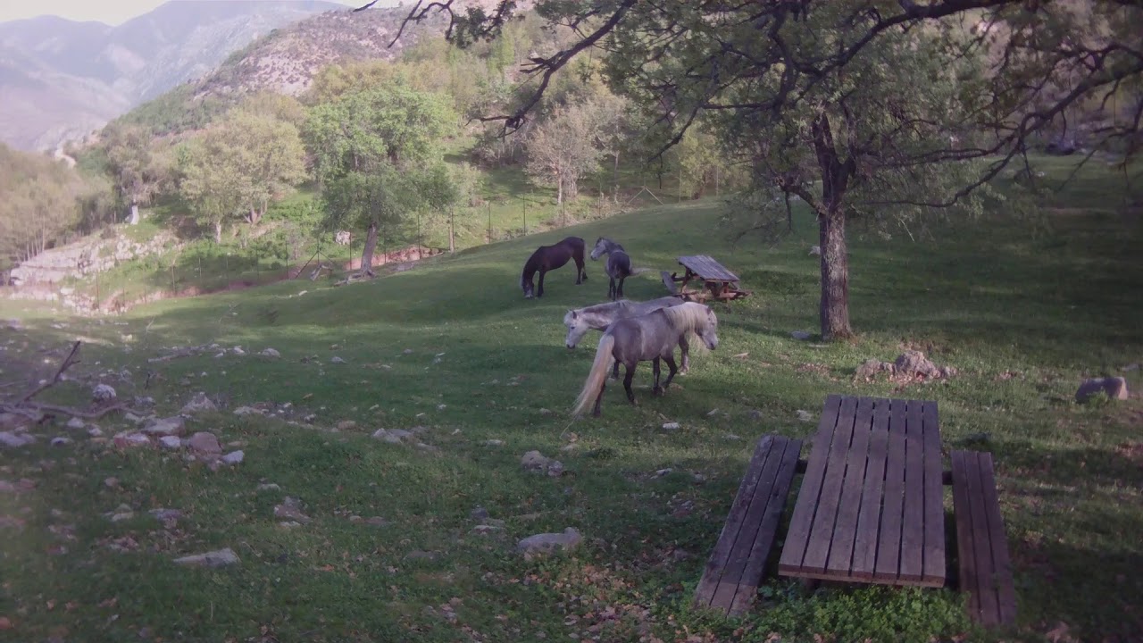 13/04/2018 ΜΙΚΡΟ ΚΟΠΑΔΙ ΑΓΡΙΩΝ ΑΛΟΓΩΝ ΜΕΣΑ ΣΤΟ ΔΗΜΟΤΙΚΟ ΠΑΡΚΟ ΑΝΑΨΥΧΗΣ ...