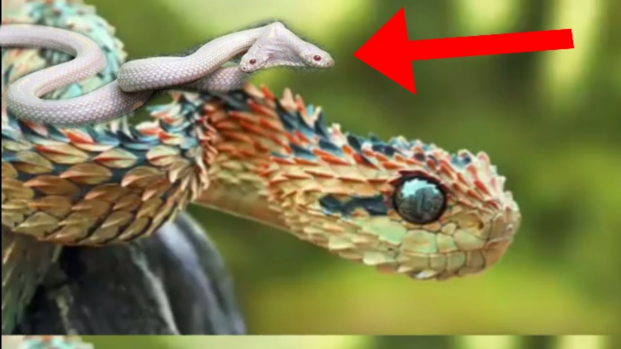 Ahas na Dalawa Ang Ulo?Totoo pala?10 Pinaka Hindi PANGKARANIWAN na Ahas ...