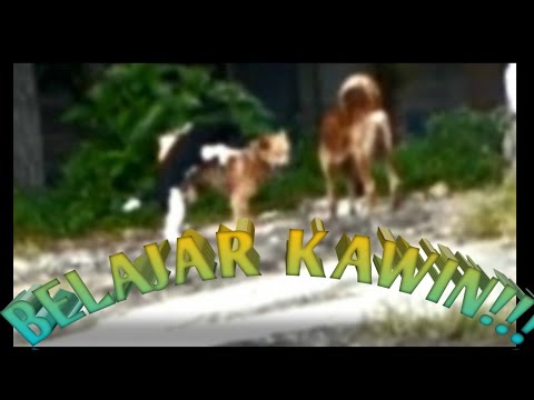 Anjing  Kecil Ini Belajar Kawin