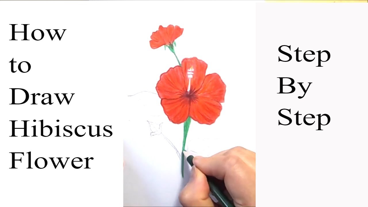 How to Draw a Beautiful Hibiscus Flower / Drawing Hibiscus Flower ...