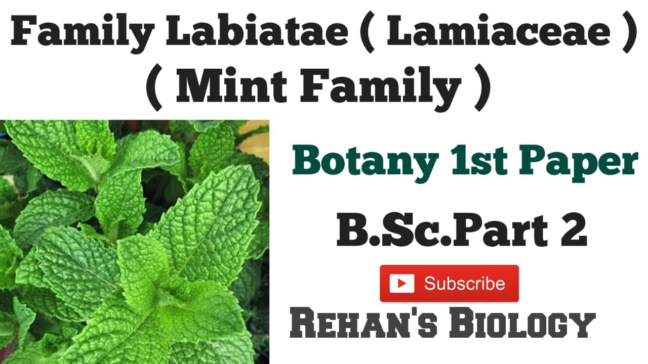 #Family Labiatae ( Lamiaceae ) #Rehan's Biology #Mint Family #Basil ...