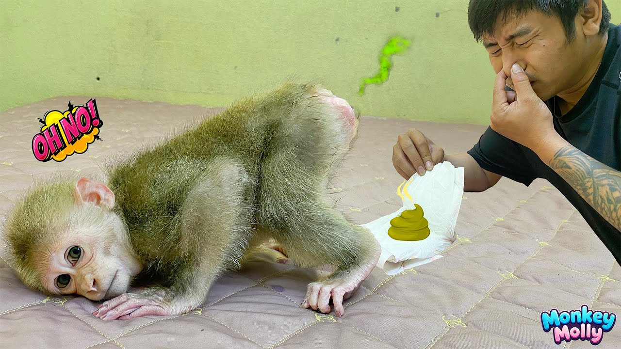 Monkey Molly shyly wakes her dad in the middle of the night because she ...