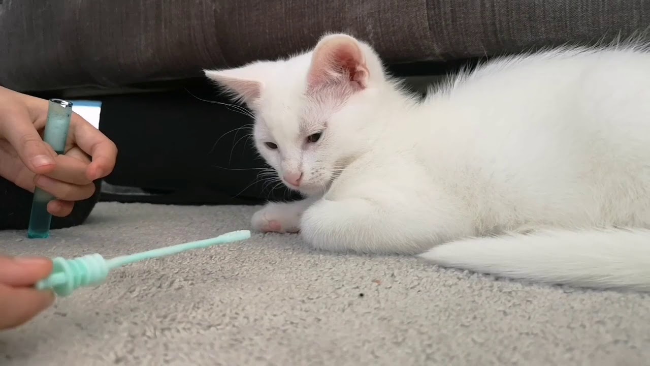 Russian white cats playing at home 😺😺🐈🐈🎈🎈 - YouTube