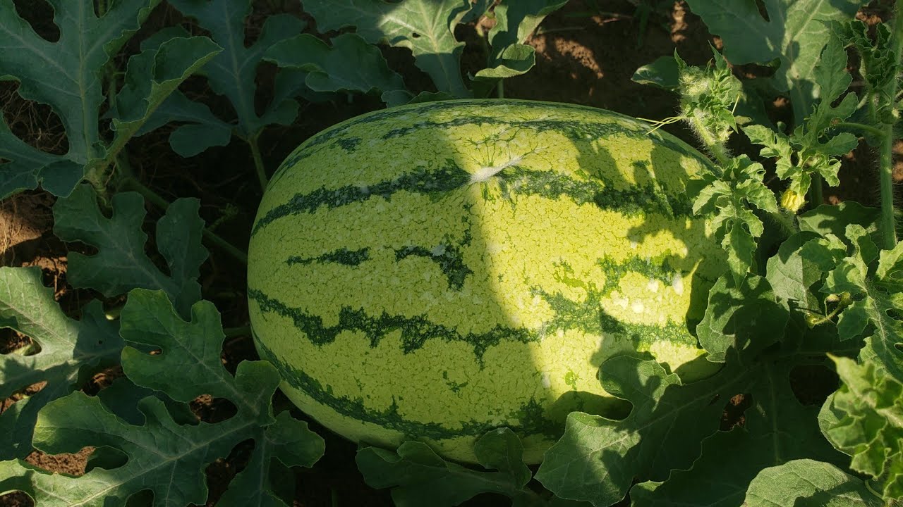 Sukari F1 Watermelon Farming in Northern Uganda - Maximizing Yields and ...