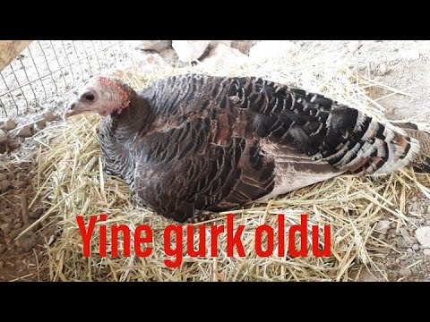 Hindimiz yine gurk oldu-Hindiyi gurka yatırma-Hindimiz ikinci kez kuluçkaya yattı-çiftlik tv