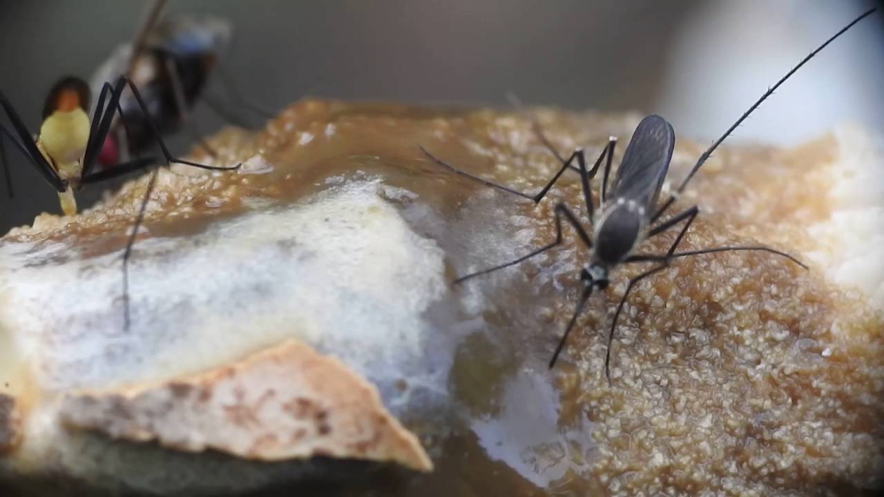 Mosquito on the mushroom close- up - YouTube