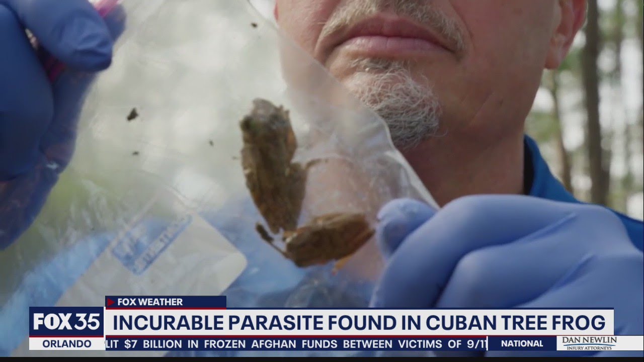 Incurable parasite found in Cuban tree frog - YouTube