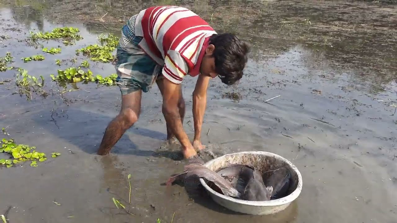 Unique Hand Fishing Video- Smart Boy Catching Fish By Hand In Mud Water ...