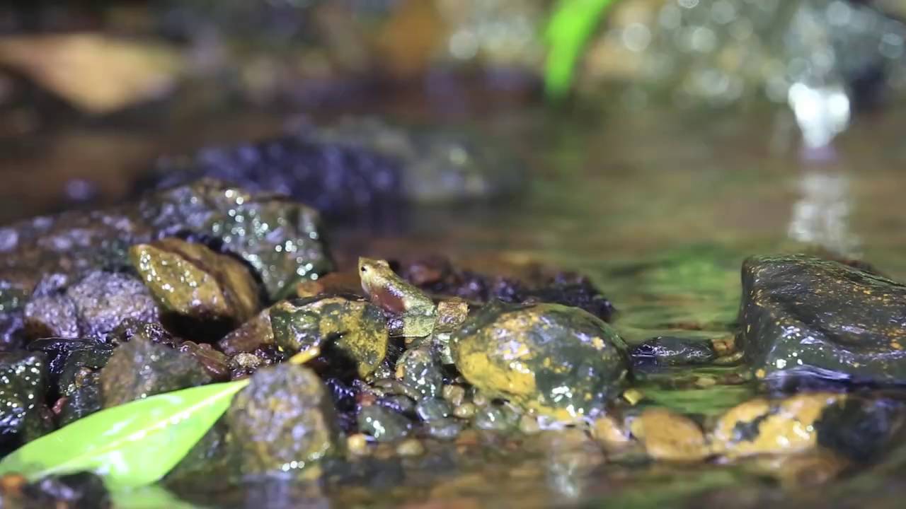 Foot flagging behaviour of Dancing frogs - YouTube