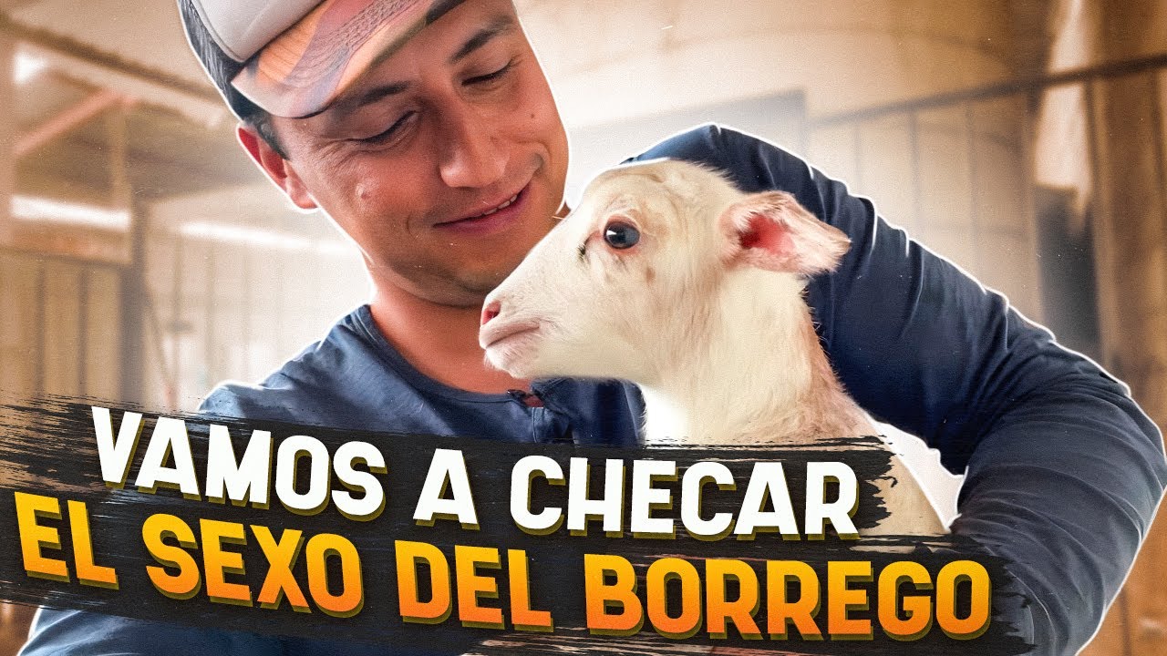 Otoño en el Rancho ¿Qué Comen los Borregos todos los días? - YouTube