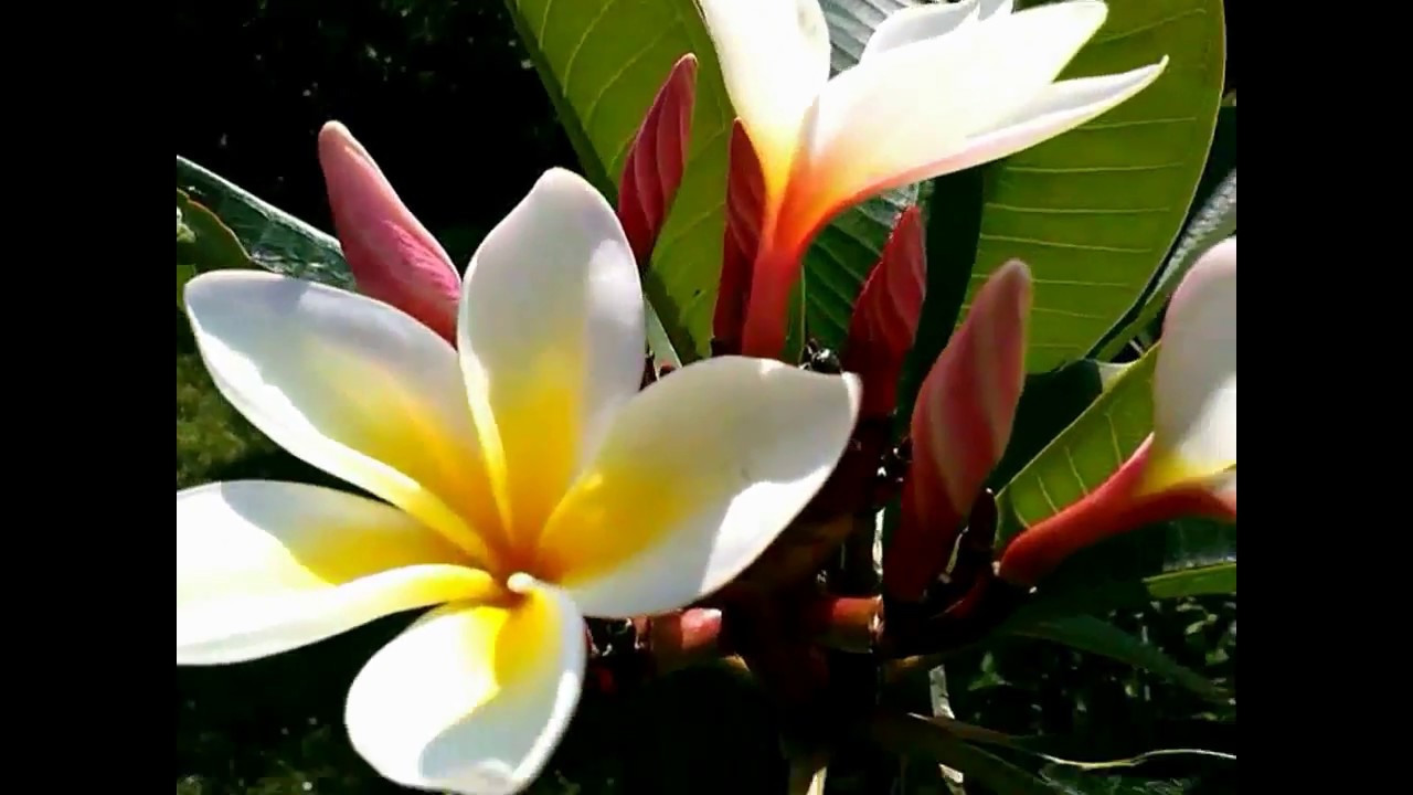 Frangipani plumeria (esotico Hawaii) medicinal plant - YouTube