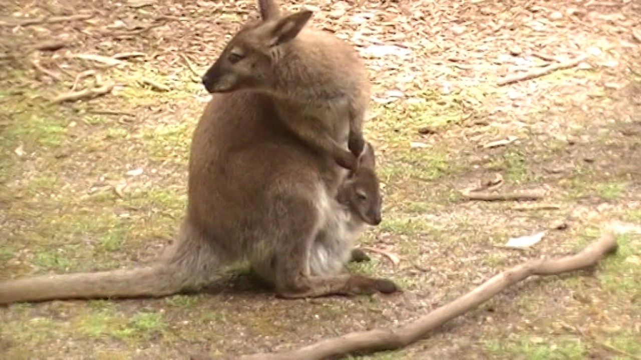 Wallaby with joey - YouTube