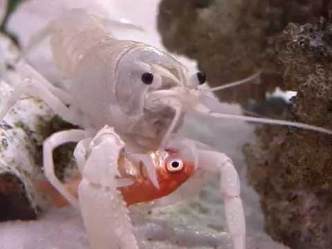 lobster eat goldfish alive! HD - YouTube