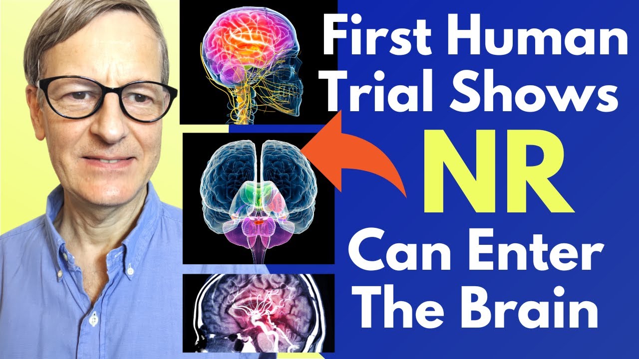 First Human Trial Shows NR Can Enter The Brain And Reduces Biomarker ...