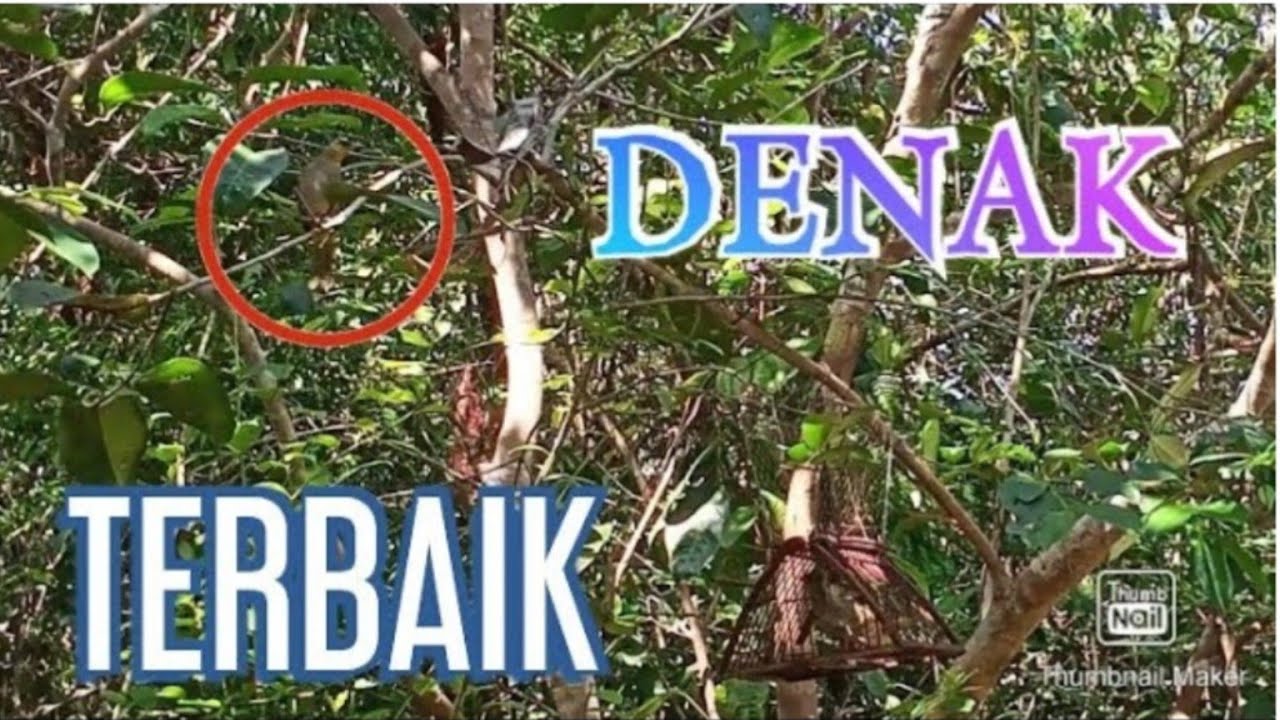 MERBAH LEKIR - DENAK TUA TERBAIK - YouTube