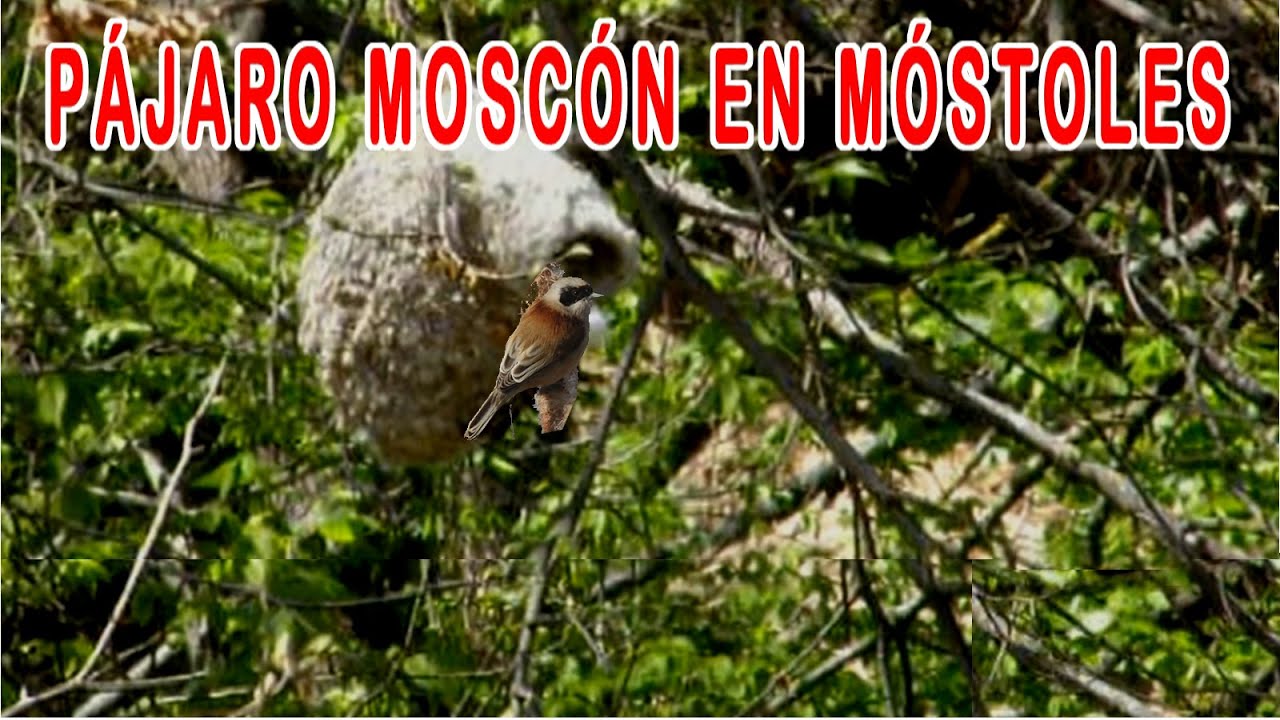 "Pájaro Moscón" "Remiz pendulinus" "Pájaro Moscón europeo" "Nido de ...