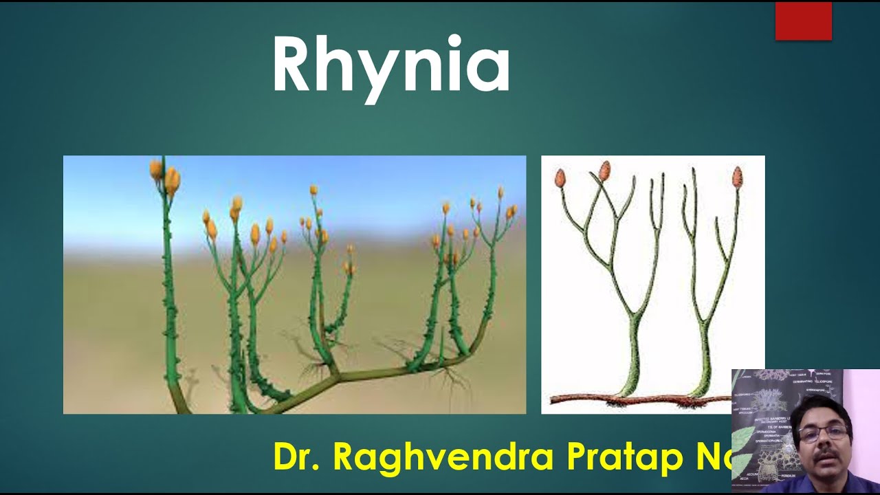 Rhynia: Life Cycle - YouTube