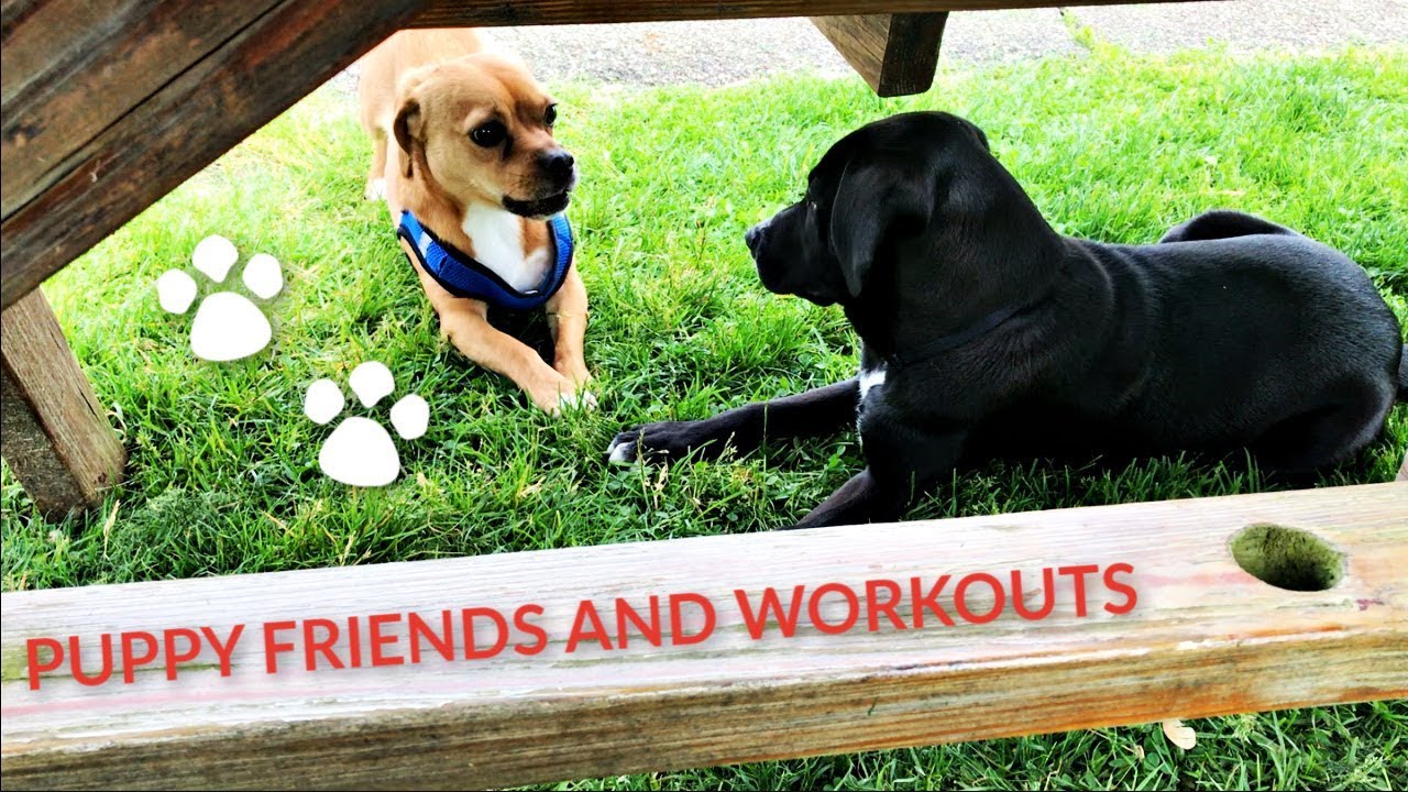 MAKING PUPPY FRIENDS! 🐶 - YouTube
