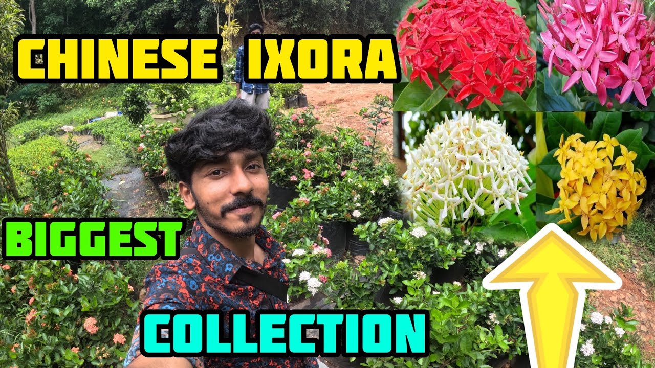 How To Grow And Care For Chinese Ixora | How to propagate Ixora flowers by cuttings - YouTube