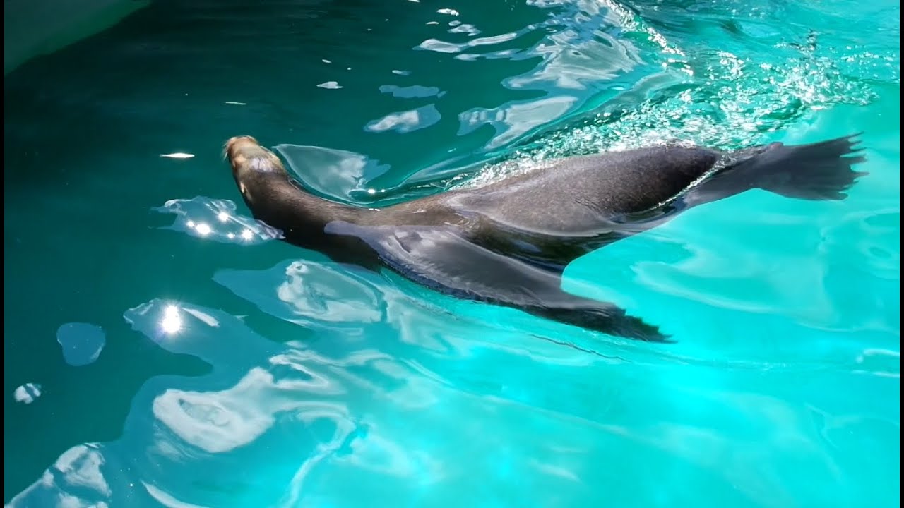 Morski lev v živalskem vrtu Ljubljana (1.del) / Sea lion show (part 1 ...