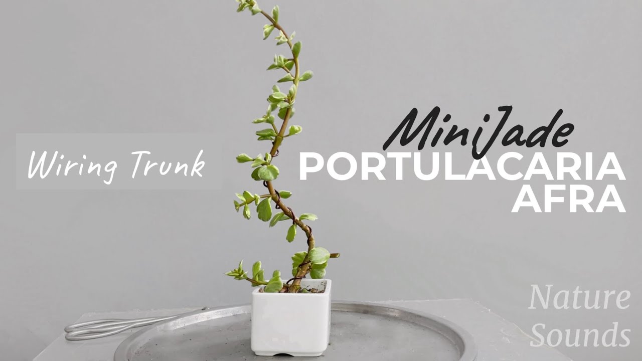 Portulacaria Afra, Mini Jade, Wiring Trunk, Aug2022 - YouTube
