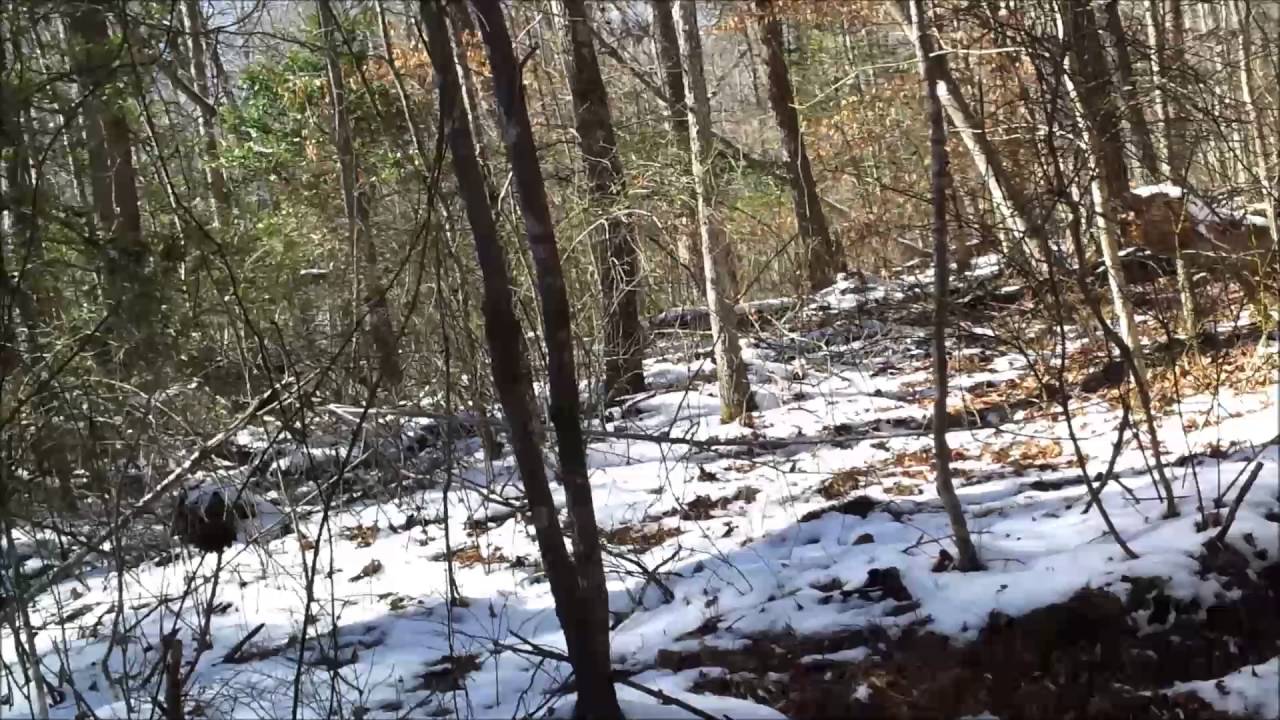 Bigfoot - Wood knock and growl-like response (Tennessee Sasquatch ...