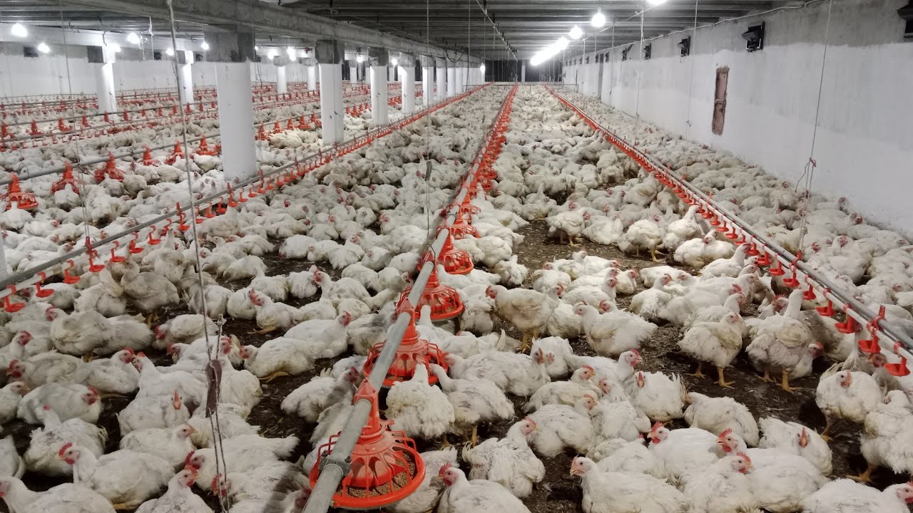 How to grow chicks for beginners | Broiler chicken farming | poultry ...