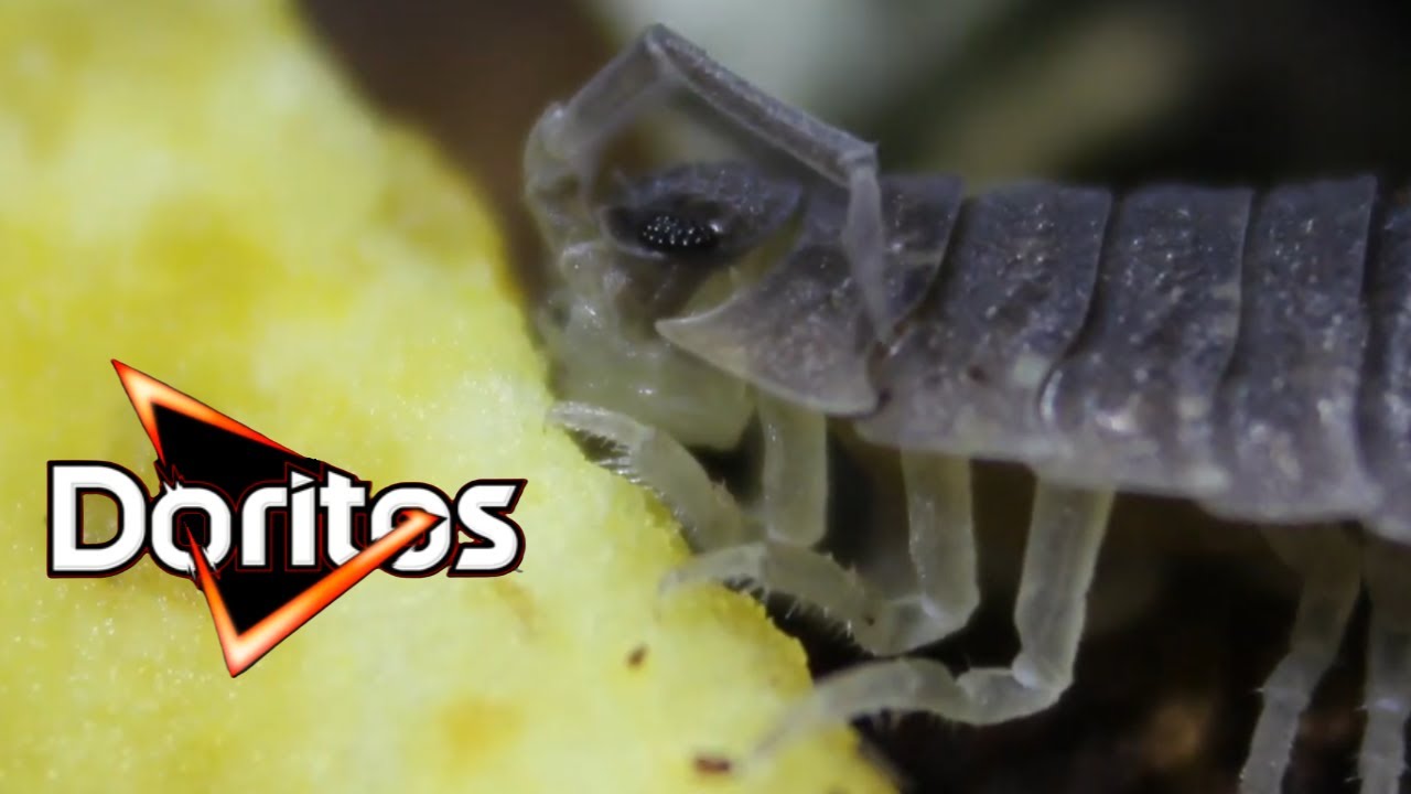 Isopods Eat Doritos - YouTube