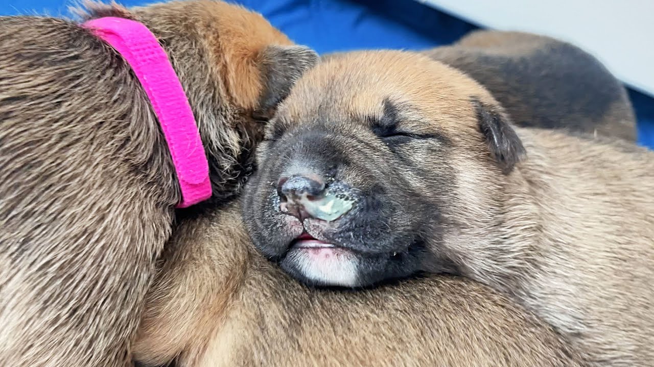 My Newborn Puppies Are Very Sick... - YouTube