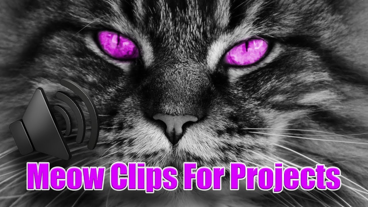 Meow Clips For Projects – Royalty-Free Cat Sounds - YouTube