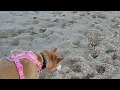 "the beach doge chronicles" - YouTube