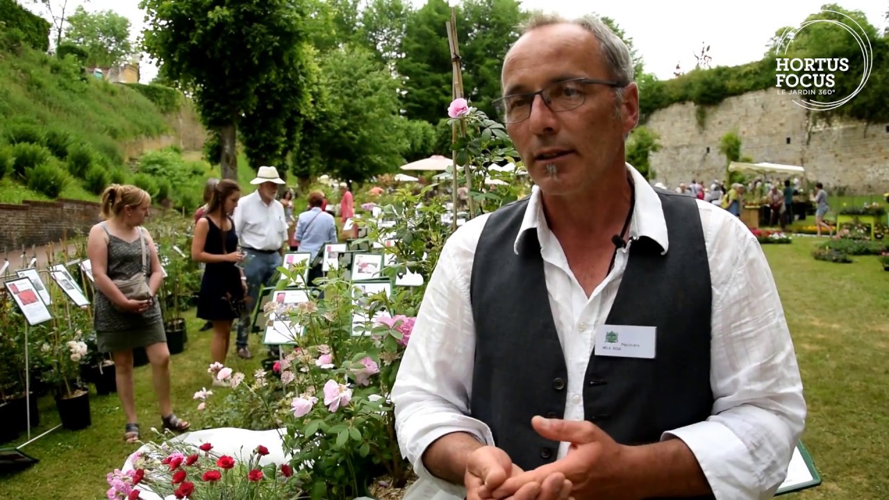 Conseil d'experts : Albertine Sarrazin, une rose Mela Rosa - YouTube