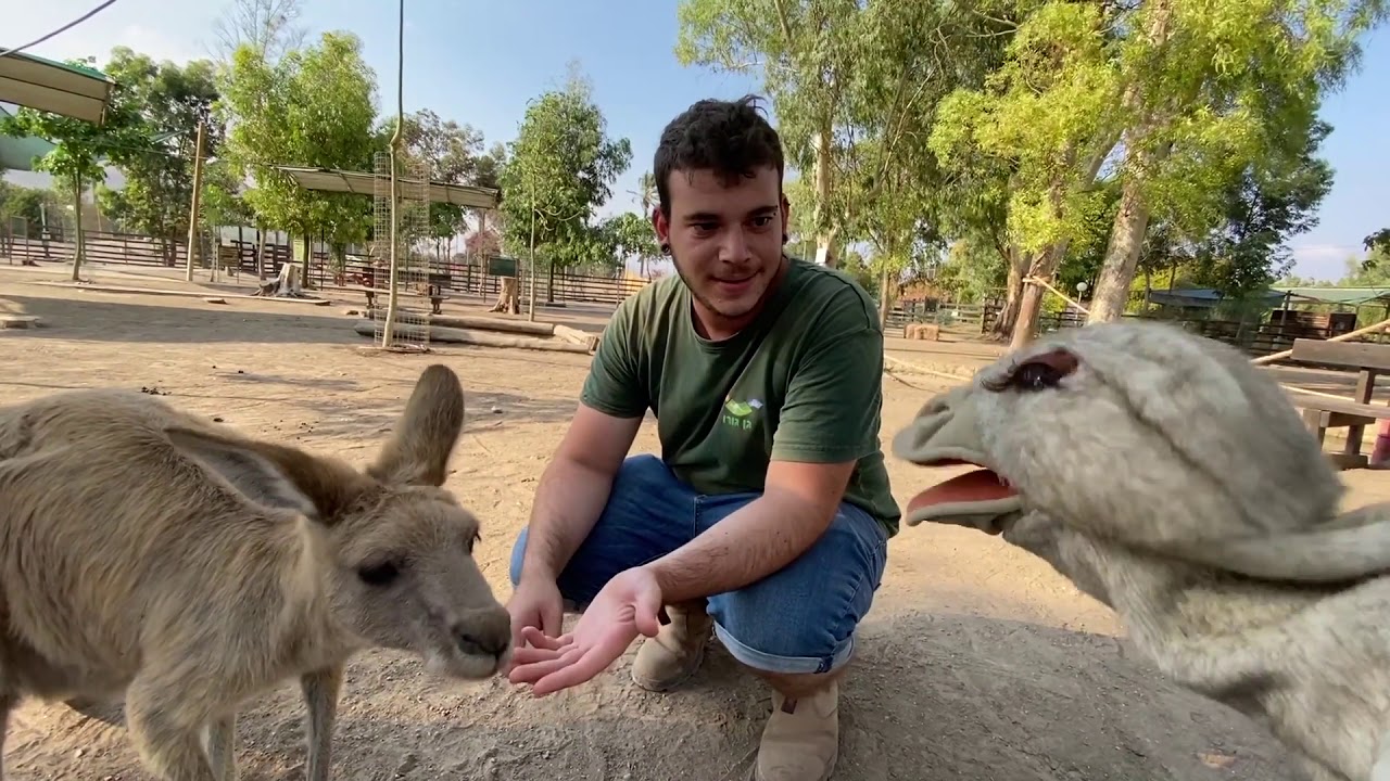 Kangaroos in Israel with Safta and Friends! 🦘 (And: A Story from the ...