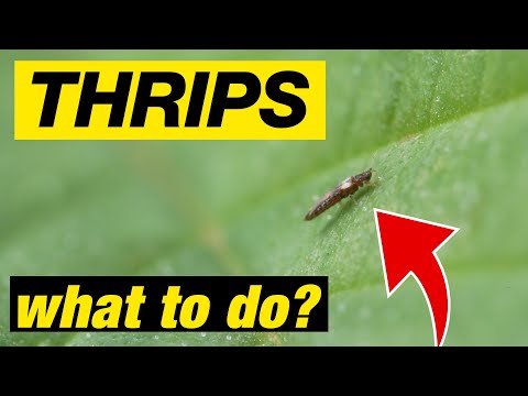 How To Get Rid Of Thrips On Outdoor Plants