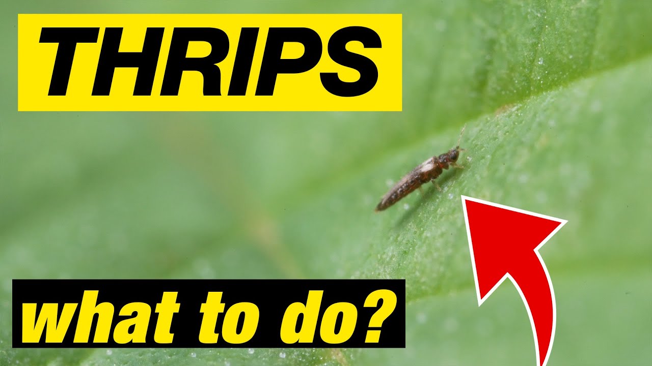 THRIPS?! How to kill thrips and save your grow. - YouTube
