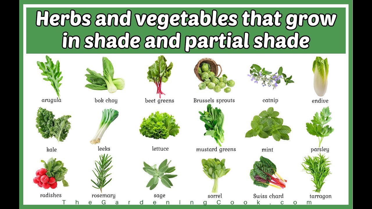 Grow These 17 Vegetables & Herbs in Your Part Shade Garden ...