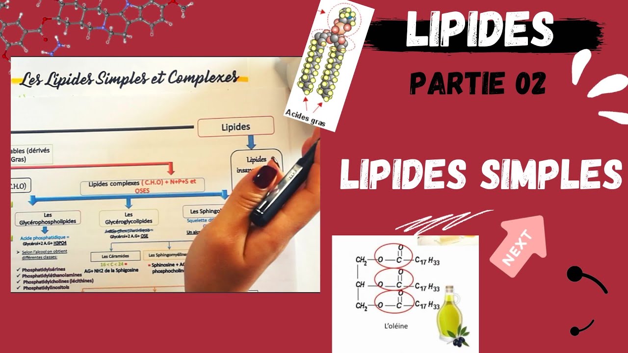 📣(3) Les Lipides Partie 02 : Les Lipides Simples, ''Triglycerides ...