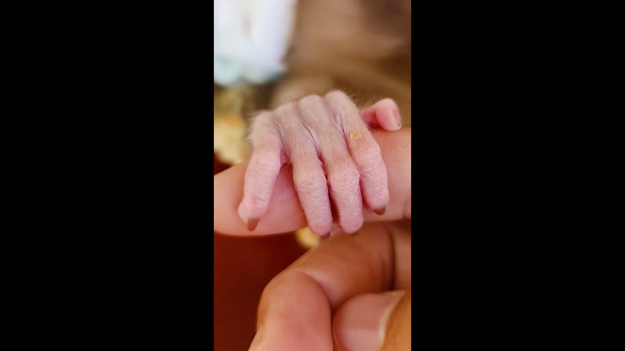 Riko's Little Hands: A Touching Moment of a Sad Baby Monkey. - YouTube