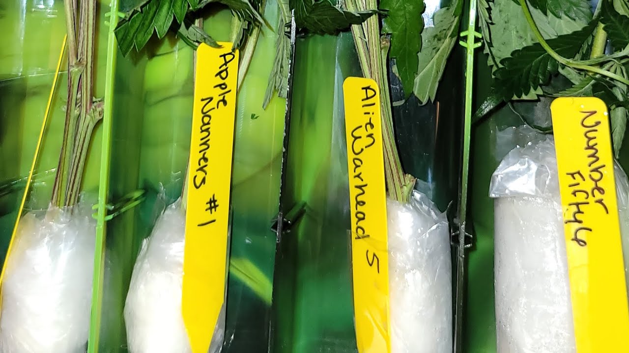 👽🍏🔥Alien Apple Kush Line(MainelyOrganics) - YouTube